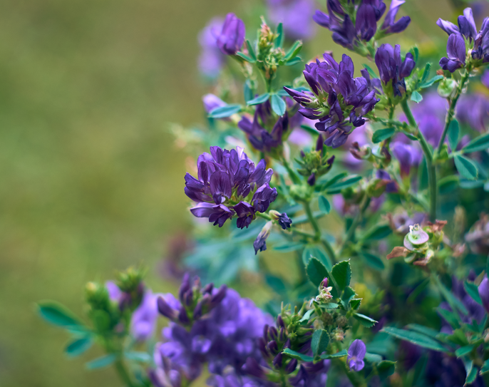 lucerna vetőmag, Lucernamag, lucerna mag - Szentgyörgymag