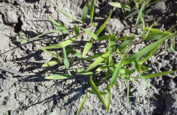 szudánifű, Szudánifű vetőmag,Mataco - Szentgyörgymag